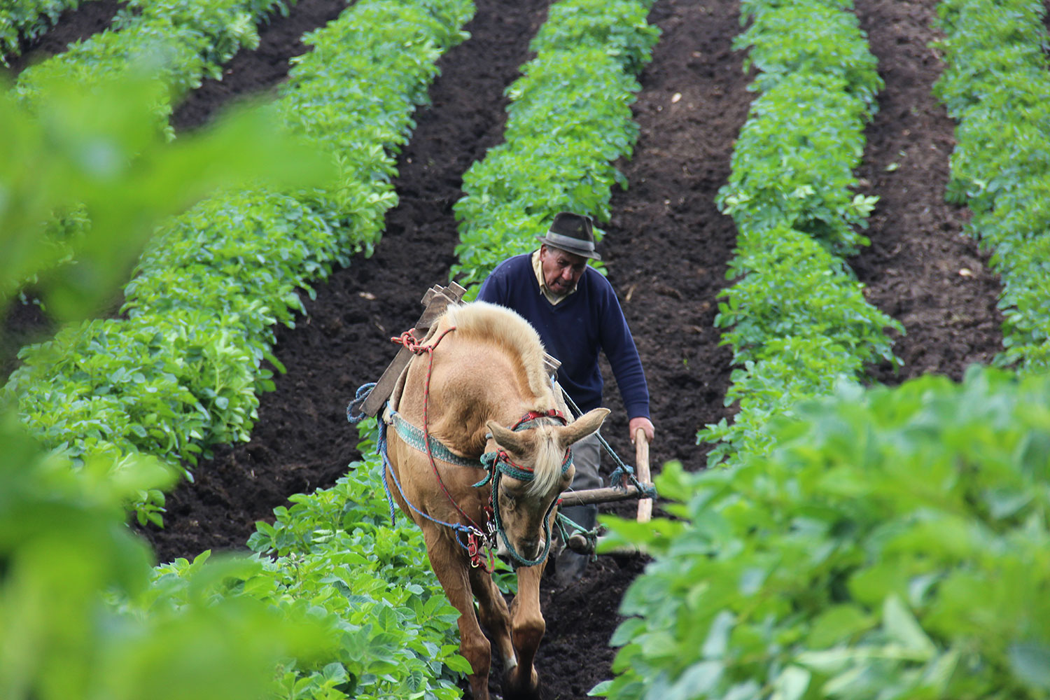 1.500 millones en créditos de BanEcuador para el sector agropecuario ...